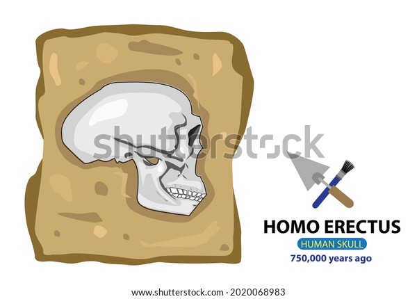 Early Human Homo Erectus Skull Editable Stock Vector (Royalty Free ...