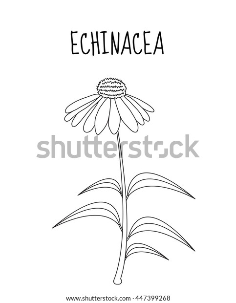 Echinacea Flower Sketch Hand Drawing Medicinal Stock Vector (Royalty ...