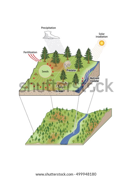 Ecosystem Land Animals Stock Vector (Royalty Free) 499948180 | Shutterstock