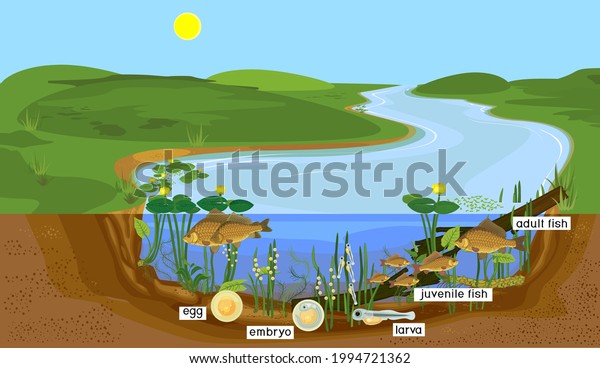 Ecosystem Pond Fish Life Cycle Sequence Stock Vector (Royalty Free ...