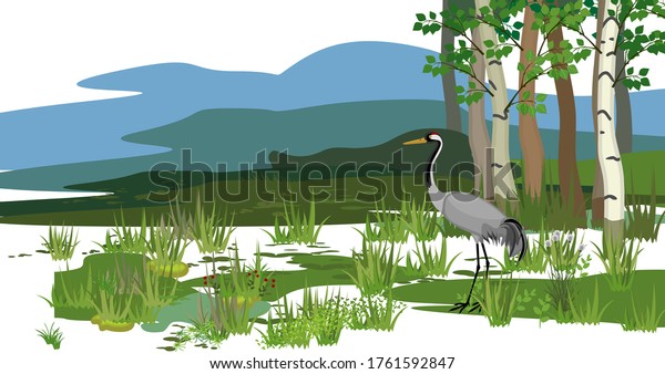 Ecosystem Swamp Common Crane Stock Vector (Royalty Free) 1761592847 ...