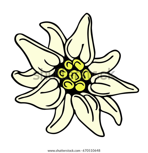 Edelweiss Flower Vector Illustration On White Stock Vector (Royalty ...