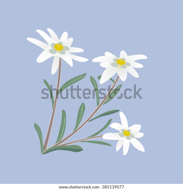 Edelweiss Flowersvector Illustration Stock Vector (Royalty Free) 385139077