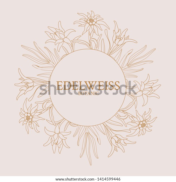 Edelweiss Frame Edelweiss Flowers On Pink Stock Vector (Royalty Free ...