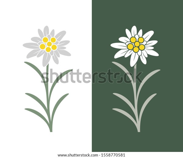 Edelweiss Logo Isolated Edelweiss On White: vector de stock (libre de ...