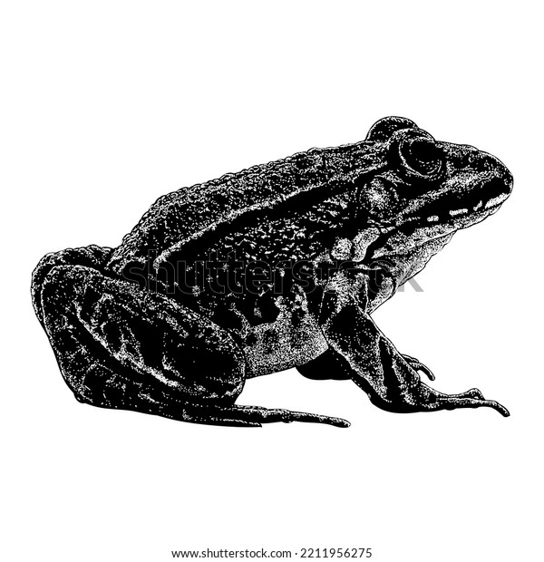Edible Frog Hand Drawing Vector Illustration Stock Vector (Royalty Free ...