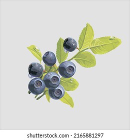 Edible Wild Berries Vector Image Stock Vector (Royalty Free) 2165881297 ...