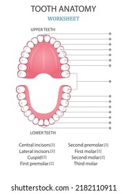 Education Chart Biology Teeth Learning Words Stock Vector (Royalty Free ...
