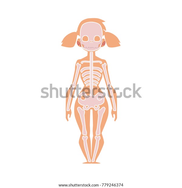 Educational Anatomy Chart Infographics Human Skeleton Stock Vector ...