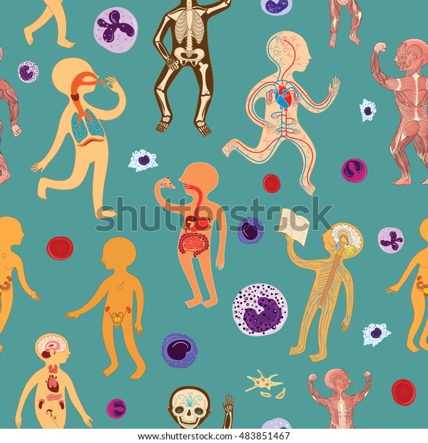 Stock vektor „Educational Illustration Human Anatomy Systems Organs ...