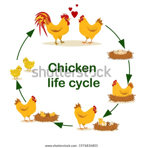 Educational Vector Illustration On Topic Chicken Stock Vector Royalty
