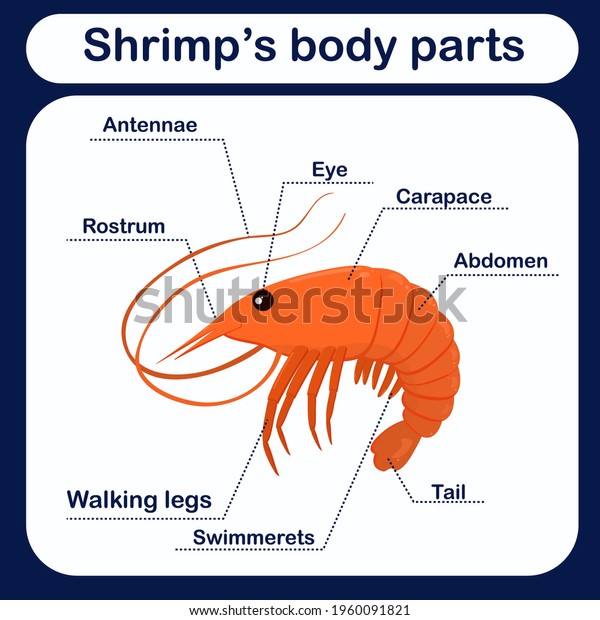 Educational Vector Illustration Shrimp Body Parts: เวกเตอร์สต็อก (ปลอด ...