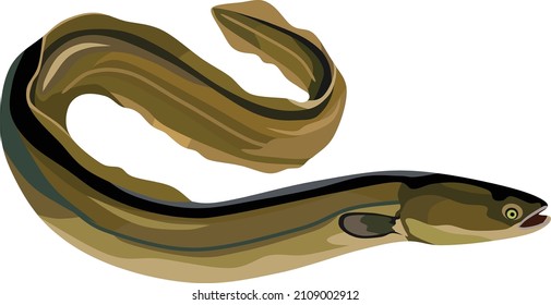 Eel Fish Animal Vector Illustration Stock Vector (Royalty Free ...