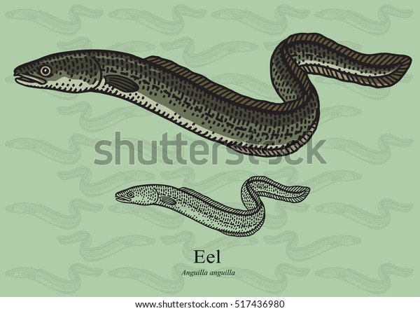 Eel Vector Illustration Refined Details Optimized Stock Vector (Royalty ...