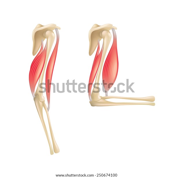 Elbow Joint Anatomy Isolated On White Stock Vector (Royalty Free) 250674100
