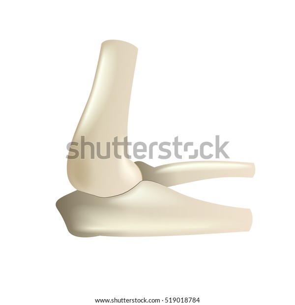 Elbow Joint Isolated On White Vector Stock Vector (Royalty Free ...