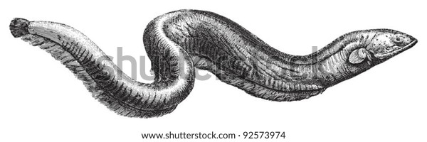 Electric Eel Electrophorus Electricus Vintage Illustration Stock Vector Royalty Free 92573974