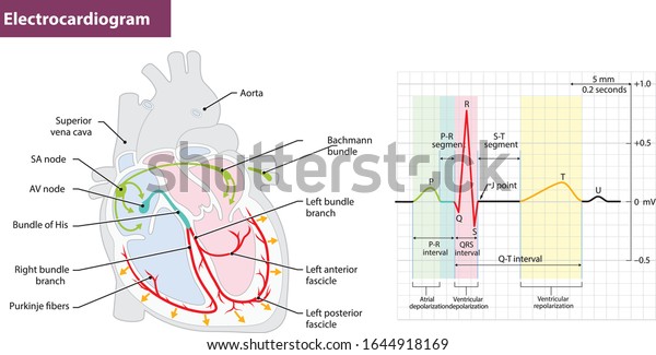Electrocardiogram Structure Heart Heart Movement Stock Vector (Royalty ...