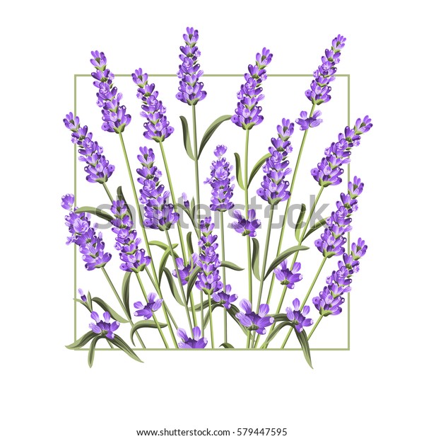 Elegant Card Lavender Flowers Lavender Rectangle Stock Vector (Royalty ...