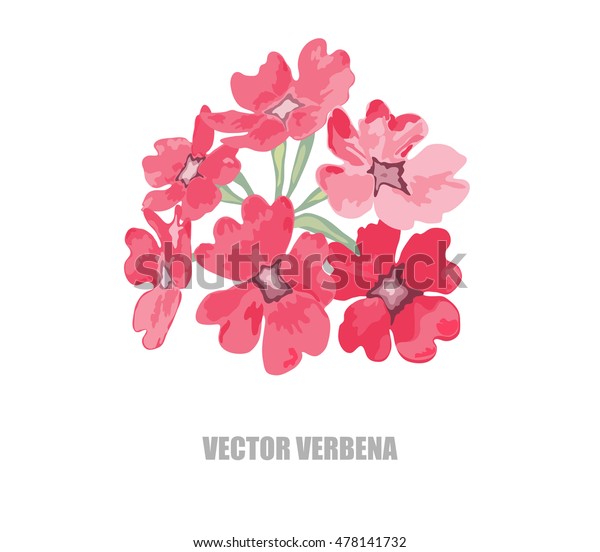 Elegant decorative vector verbena flower in watercolor style, design ...