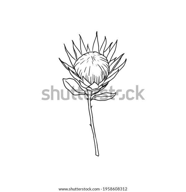 Elegant Vector Protea Flower Outline Sketched Stock Vector (Royalty ...