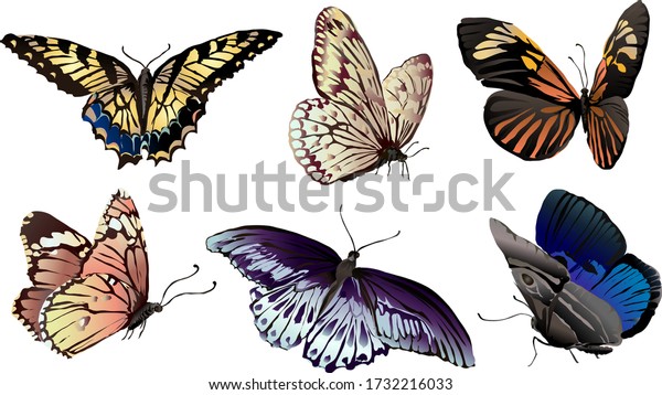 Elements Butterfly Butterfly Motifs Stock Vector (Royalty Free ...