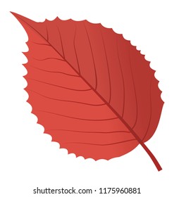 Elm Leaf Red Color Called Dutch: vector de stock (libre de regalías ...