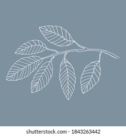 Elm Tree Branch Printable Line Art Stock Vector (Royalty Free ...