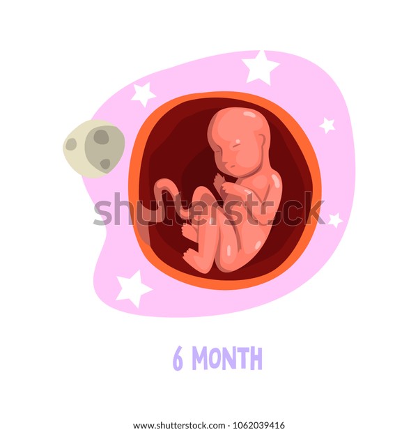 Embryo Development 6th Month Pregnancy Fetus Stock Vector (Royalty Free ...