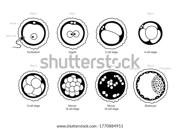 Embryo Development Concept Insemination Fertalization Female Stock ...