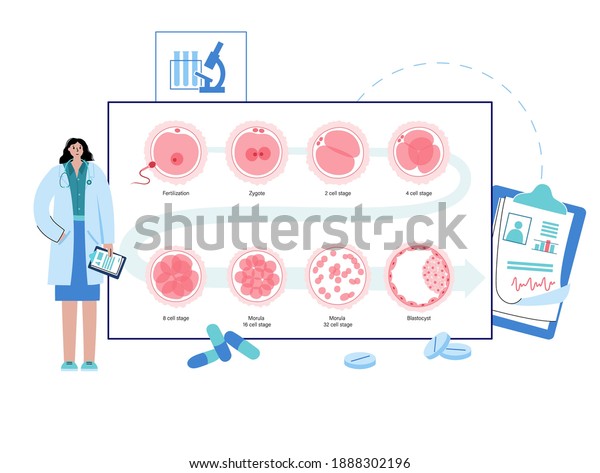 Embryo Development Diagram Insemination Fertilization Ivf Stock Vector ...