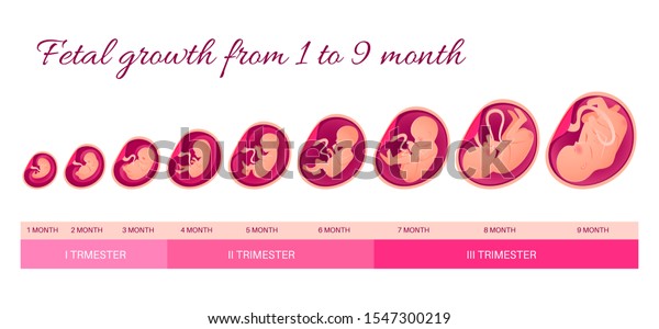 Embryo Development Infografiken. Schwangerschaft, Entwicklung des ...