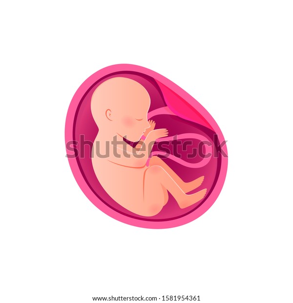 Embryo Development isolated icon. Pregnancy, fetal foetus development ...