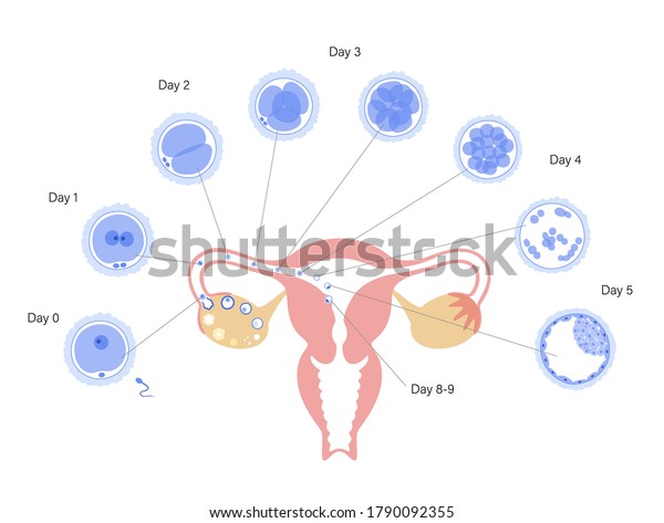 Embryo Development Uterus Insemination Fertalization Female Stock ...