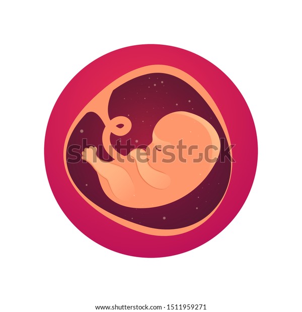 Embryo First Month Pregnancy Vector Illustration Stock Vector (Royalty ...