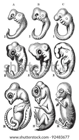 Embryo Growing Stages A Turtle B Stock Vector (Royalty Free) 92483677 ...