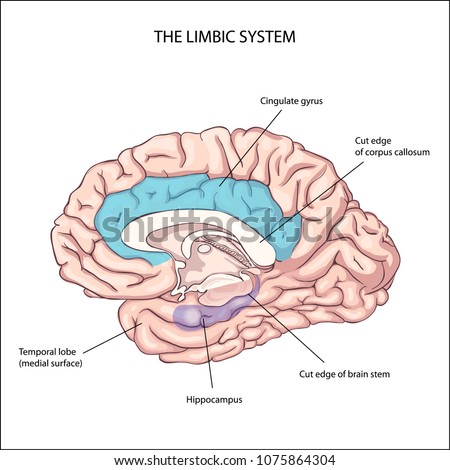 Emotional Intelligence Limbic System Anatomy Central เวกเตอร์สต็อก ...