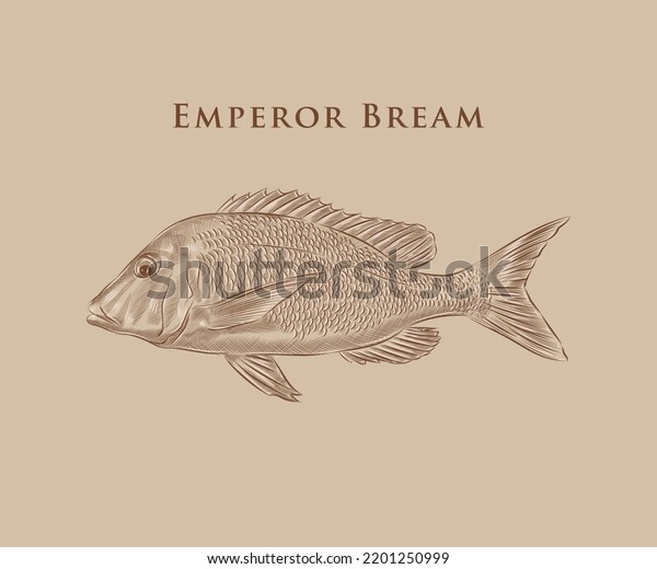 Emperor Bream Illustration High Lights Details Stock Vector (Royalty ...