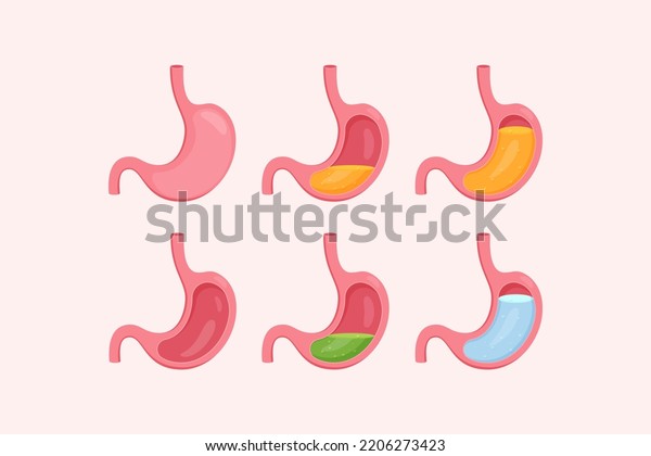 Empty Full Stomach Vector Illustration Stock Vector (Royalty Free ...