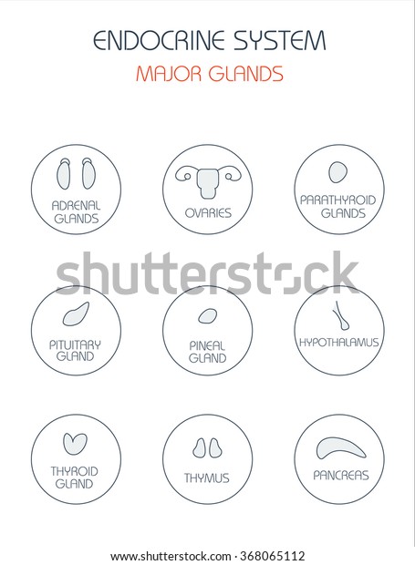 Endocrine System Human Anatomy Human Silhouette 스톡 벡터(로열티 프리) 368065112
