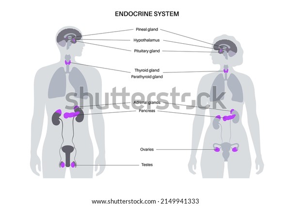 Endocrine system Images - Search Images on Everypixel