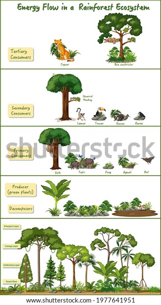 Energy Flow Rainforest Ecosystem Diagram Illustration Stock Vector ...
