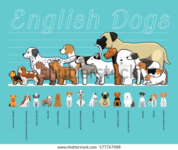 English Dogs Size Comparison Set Cartoon Stock Vector (Royalty Free ...