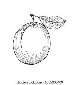 Plum Plum Outline Drawing Isolated On Stock Vector (Royalty Free ...
