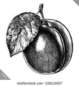 3,160 Plum engraved Images, Stock Photos & Vectors | Shutterstock