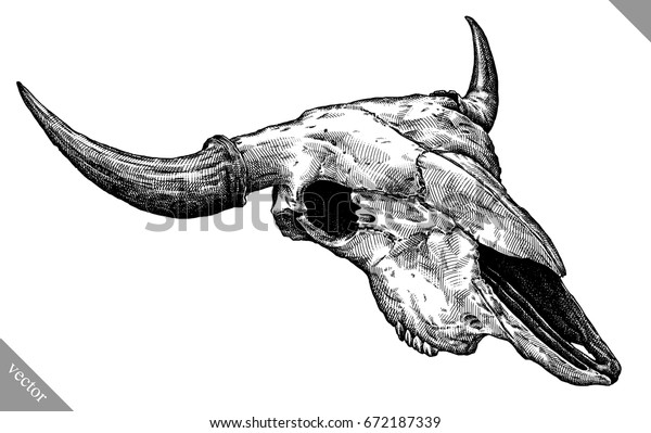 Engraved Isolated Cow Skull Hand Drawn Stock Vector (Royalty Free ...