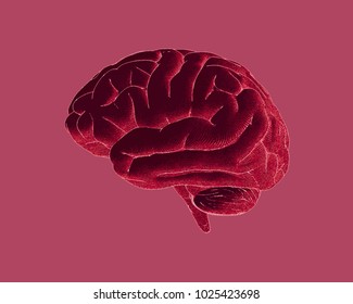 Engraving Dark Red Brain Side View Stock Vector (Royalty Free ...