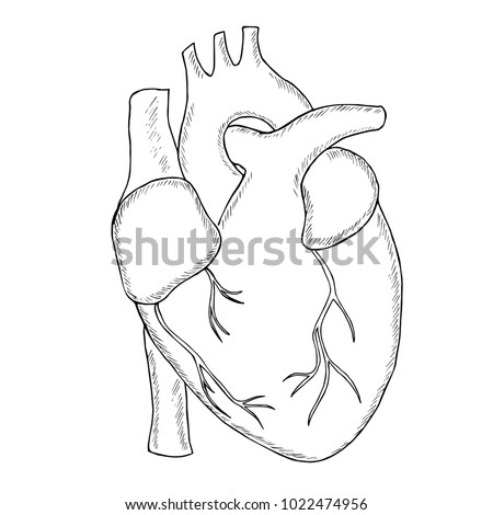 Engraving Hand Draw Human Heart Sketch เวกเตอร์สต็อก (ปลอดค่าลิขสิทธิ์ ...