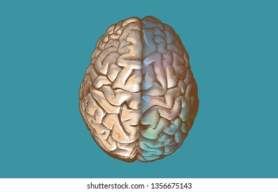 Real Human Half Brain Anatomy Isolated Stock Photo 371014838 | Shutterstock