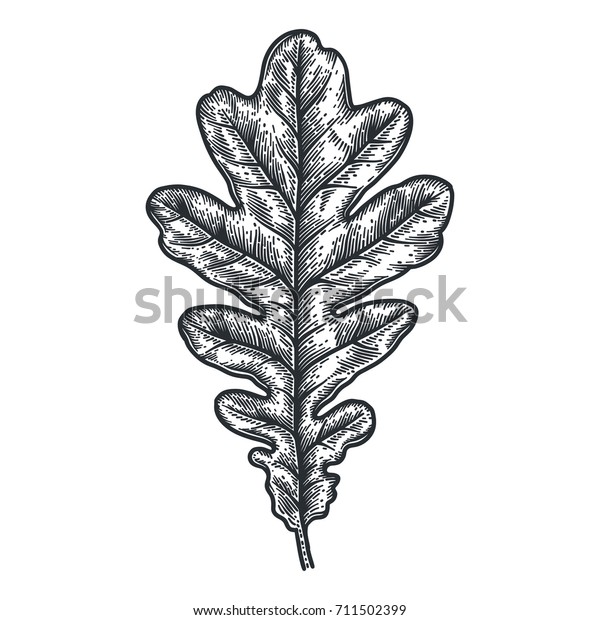 Engraving Oak Leaf Isolated On White Stock Vector (Royalty Free) 711502399